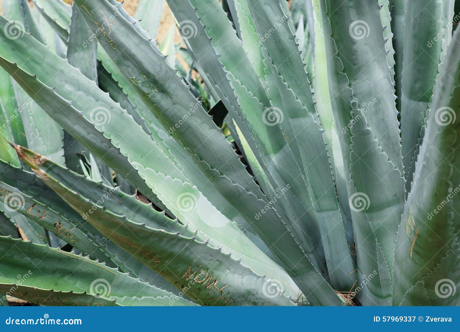 Huge agave plants stock image. Image of century, hills - 57969337