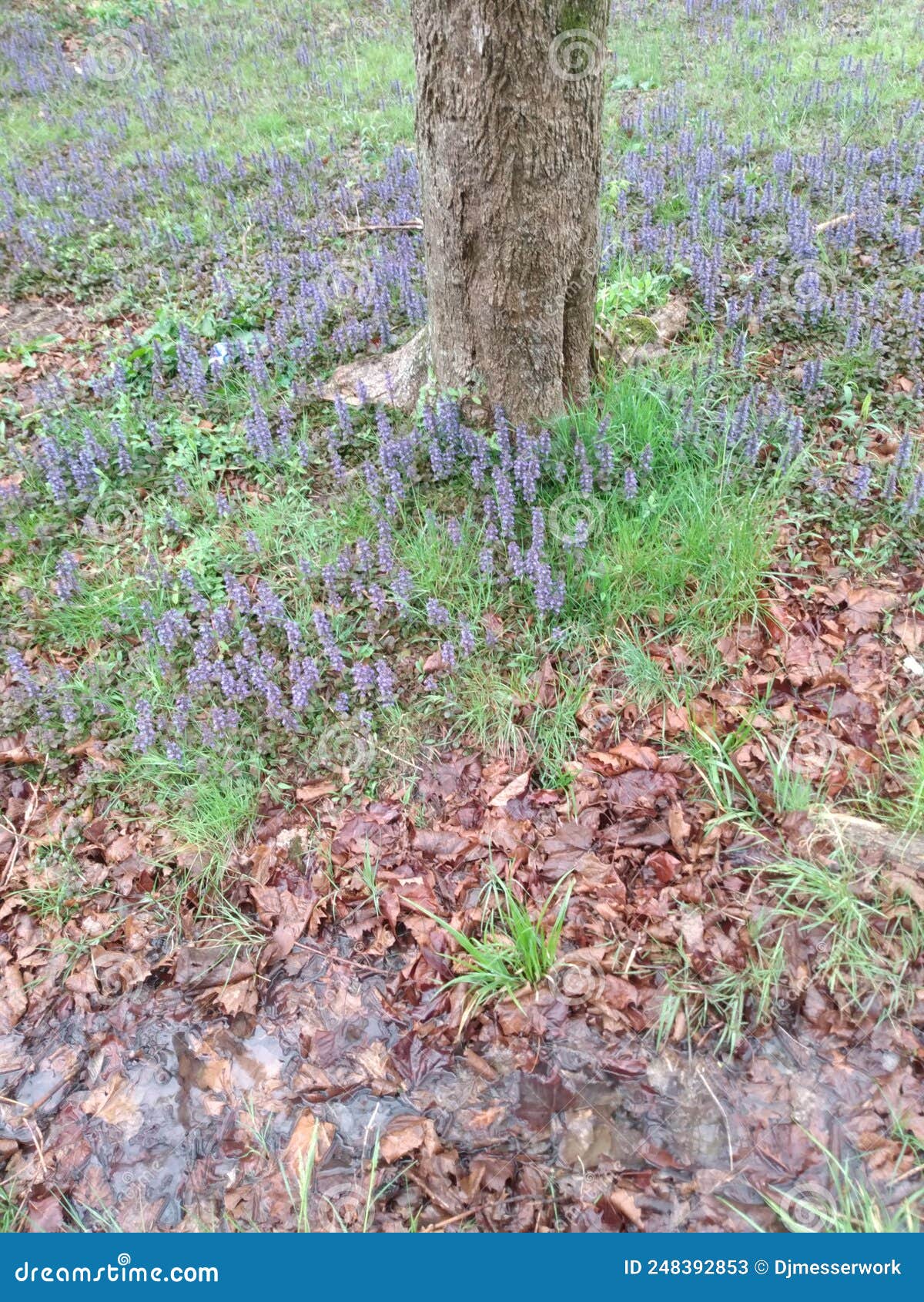 Ajuga Patch Growing Next To a Tree Stock Image - Image of summer ...