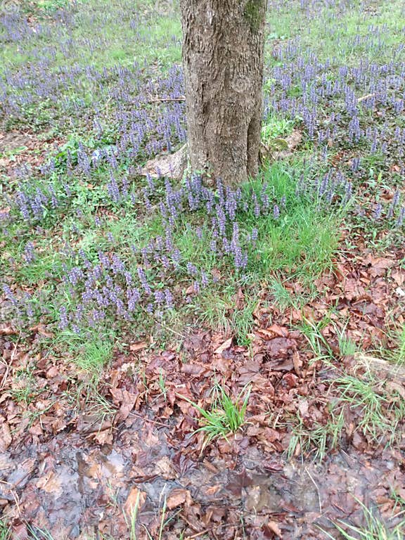 Ajuga Patch Growing Next To a Tree Stock Image - Image of summer ...