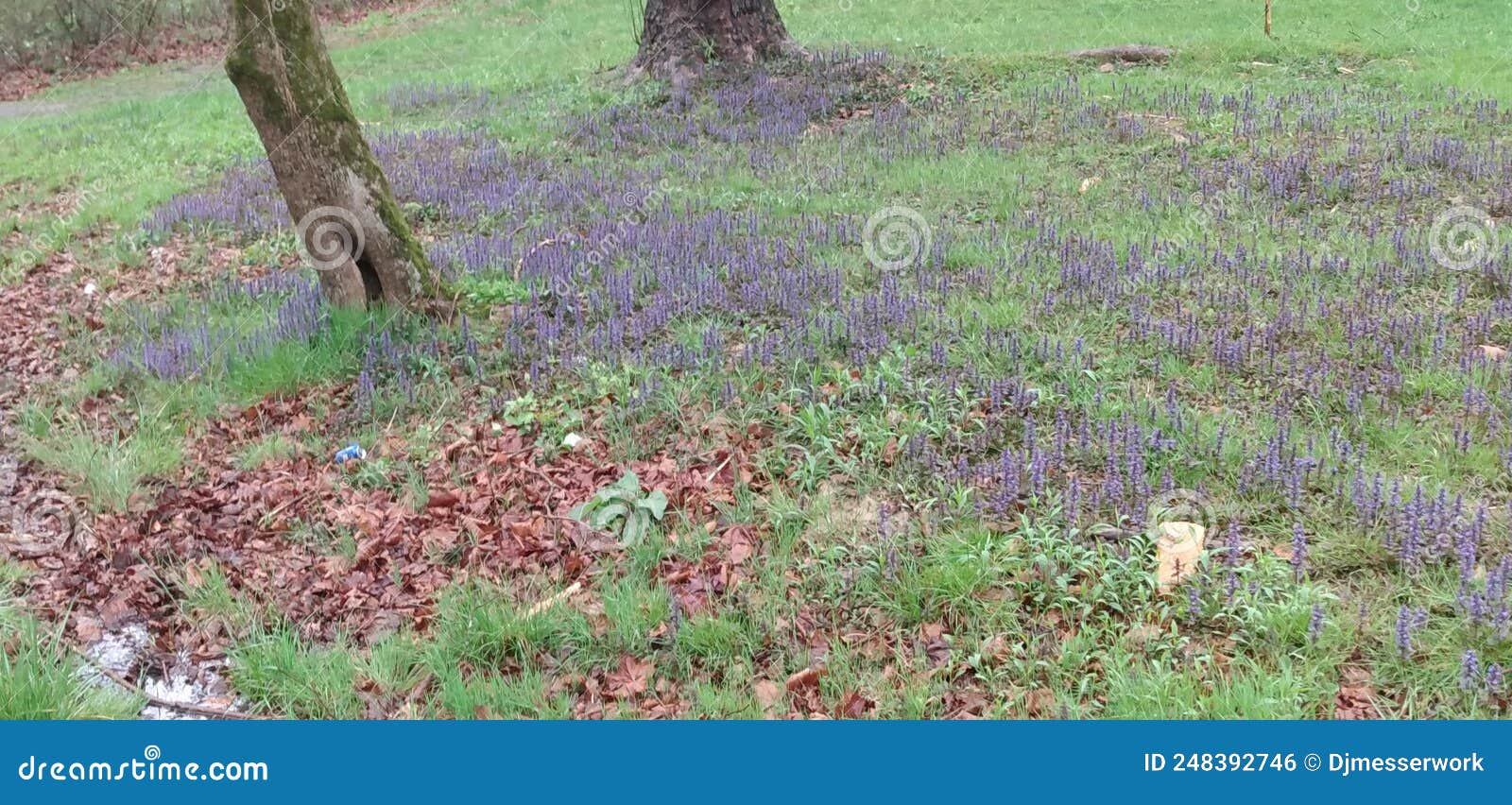 Ajuga Patch Growing Next To Trees Stock Photo - Image of patch, 2022: ...