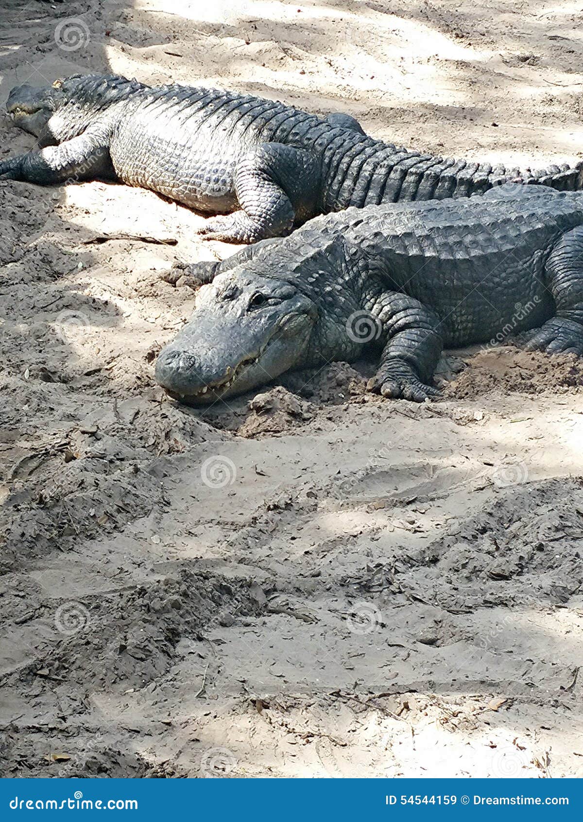 Huge Florida Alligator stock image. Image of reptile - 54544159