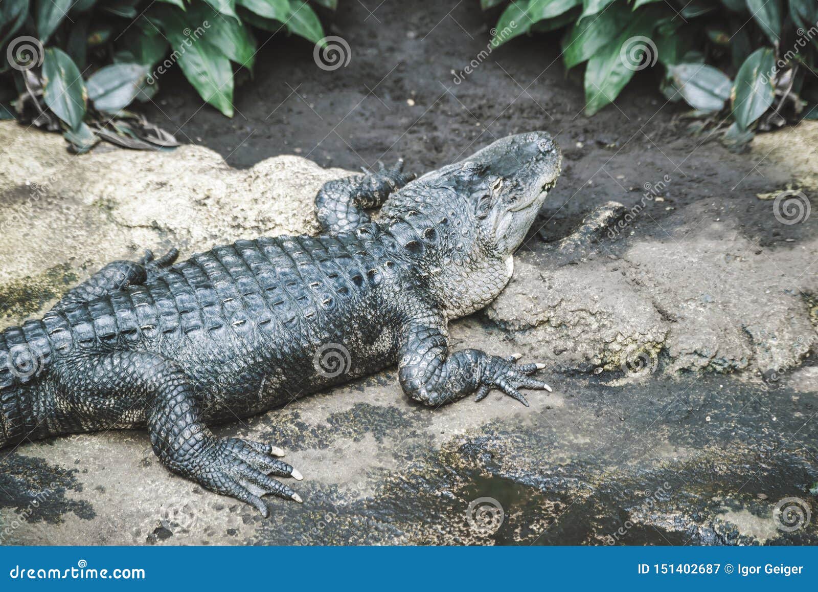Huge Alligator Crawling on Rocky Surface in the Jungle Stock Image ...
