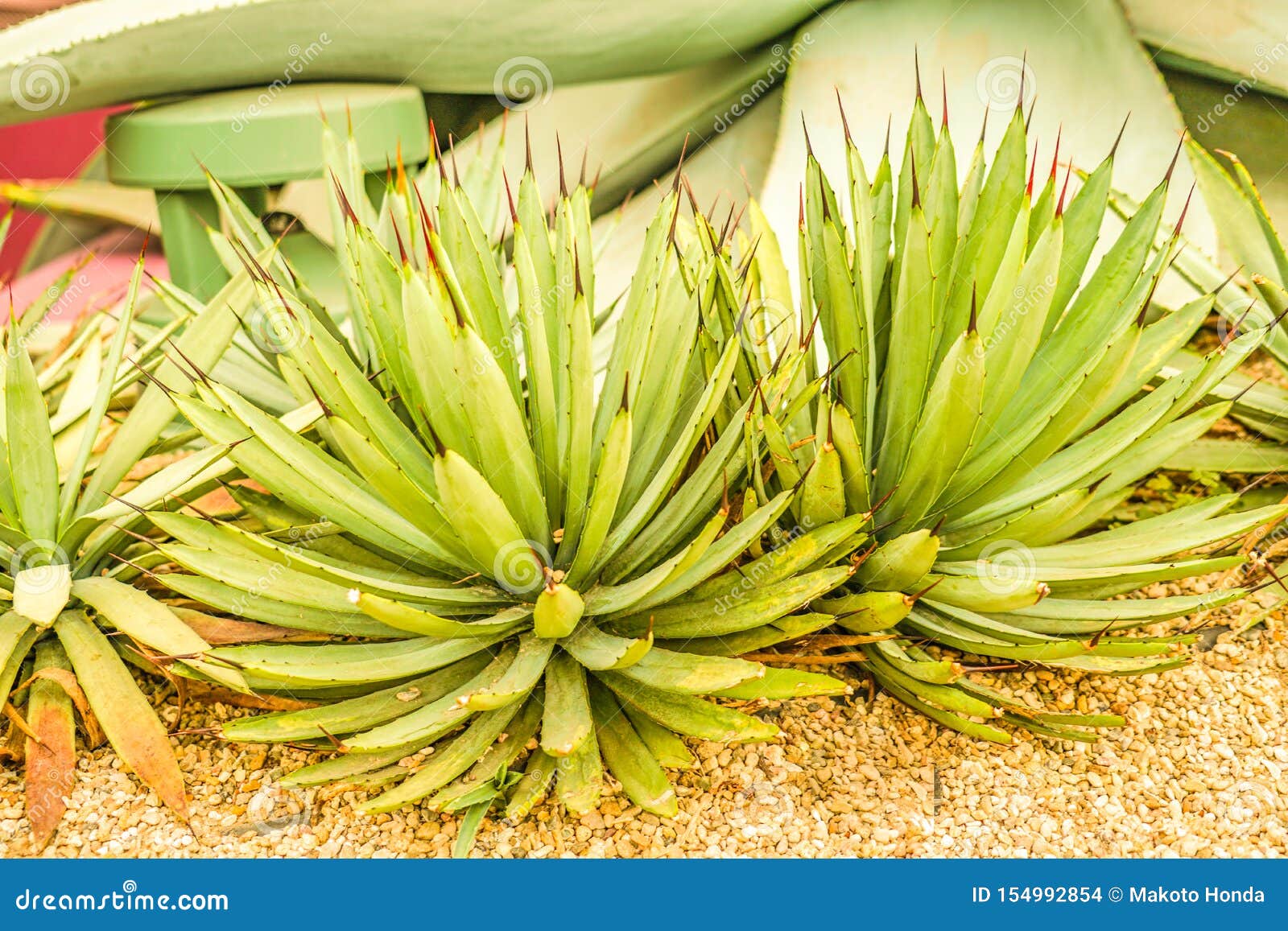 Huge aloe of image stock photo. Image of forest, gardening - 154992854