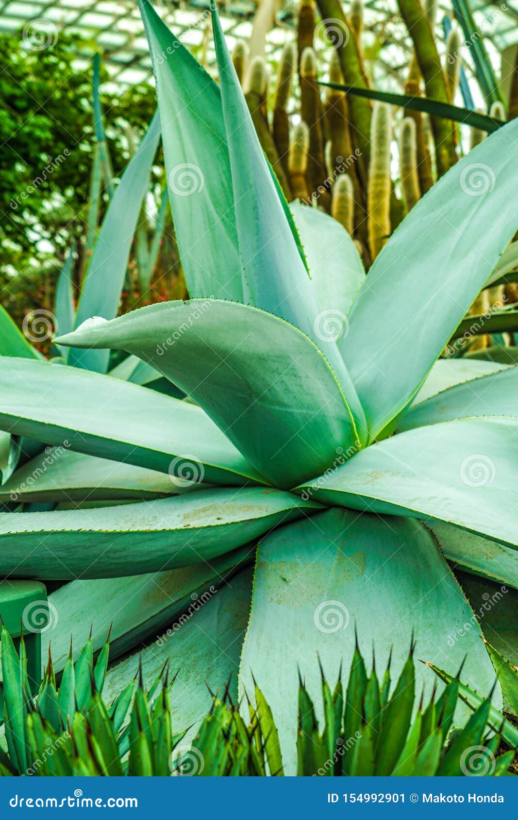 Huge aloe of image stock image. Image of plant, wild - 154992901