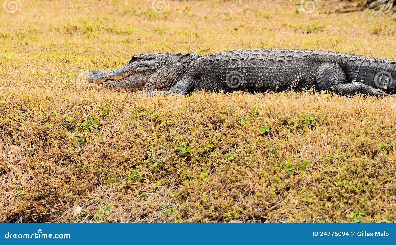 Huge American alligator stock photo. Image of wetland - 24775094