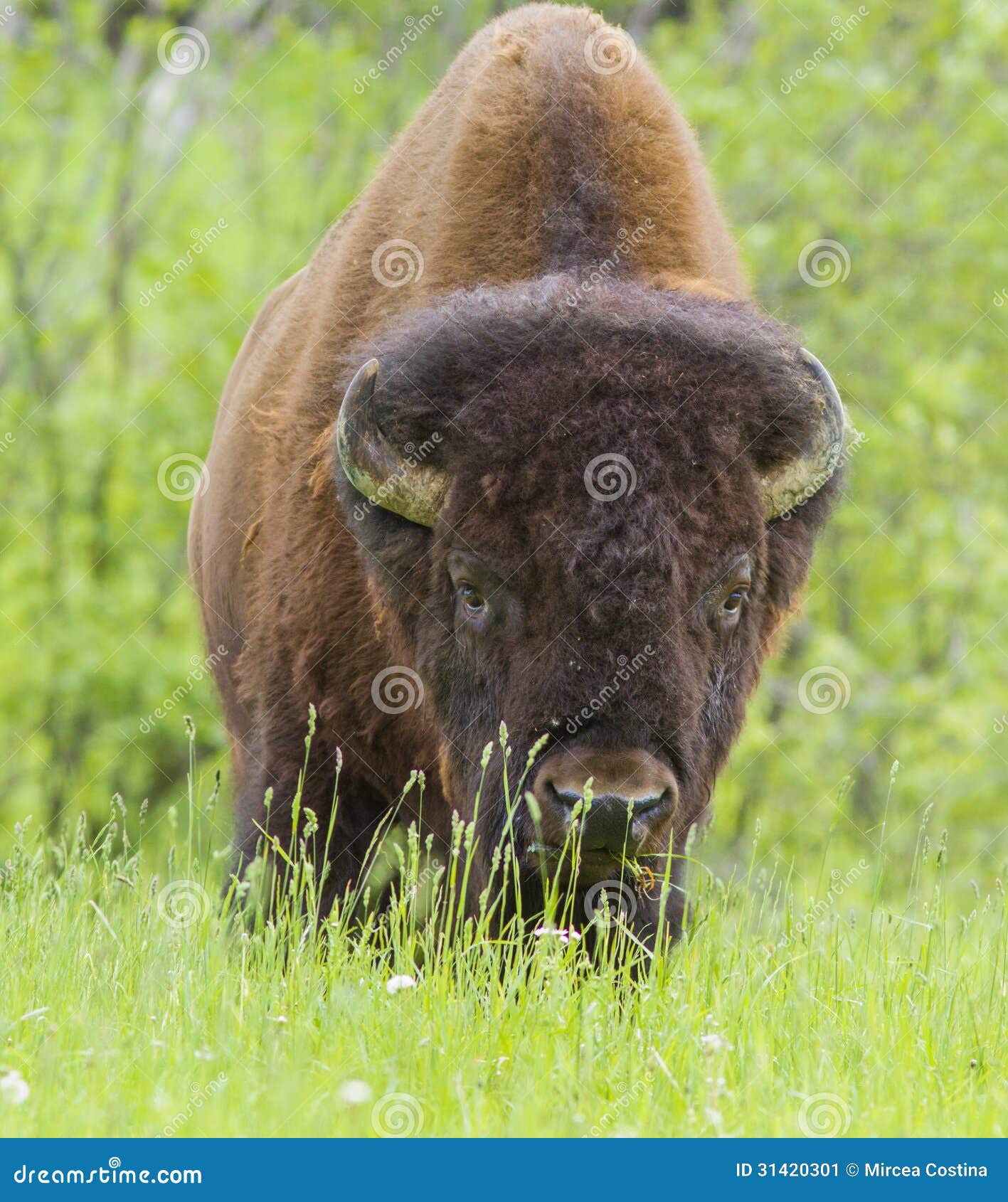 Huge American bison stock image. Image of bull, dominant - 31420301