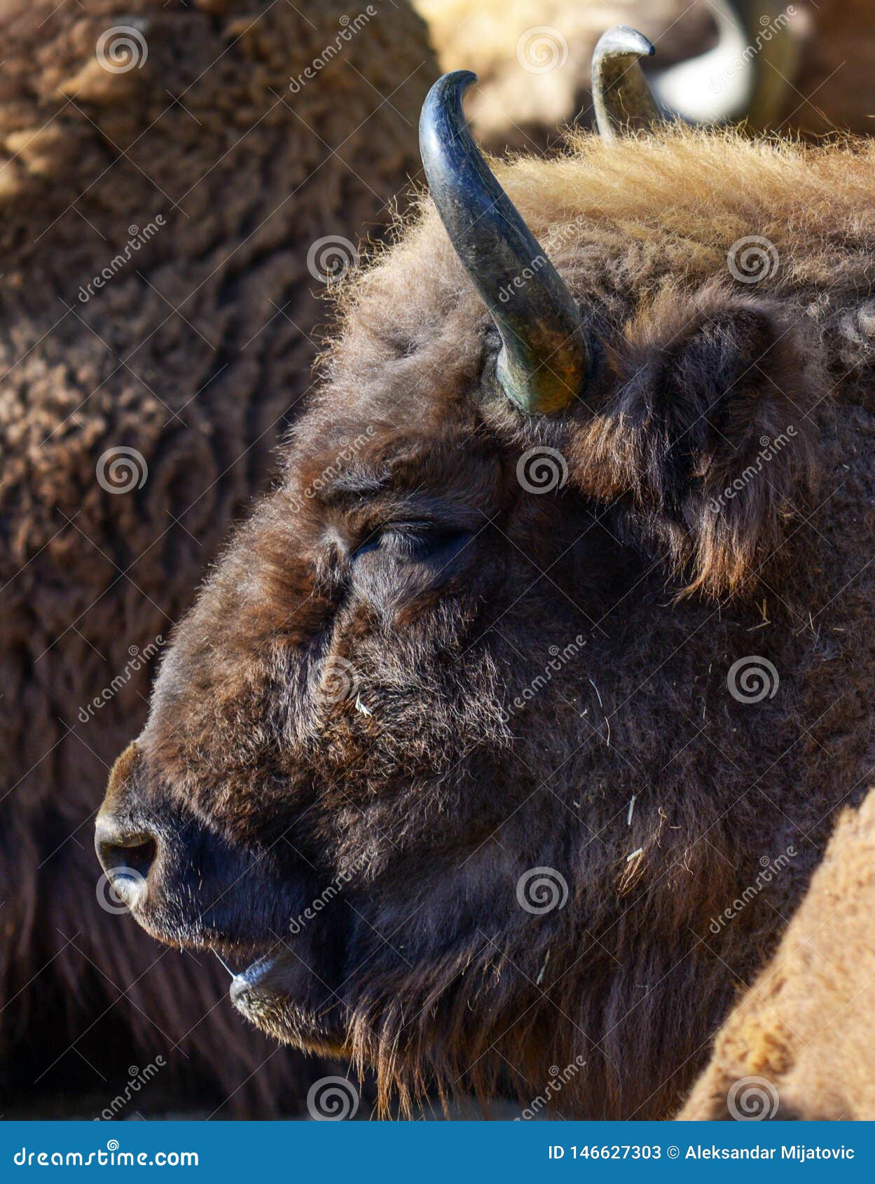 Huge American Bison Portrait Stock Image - Image of nature, portrait ...
