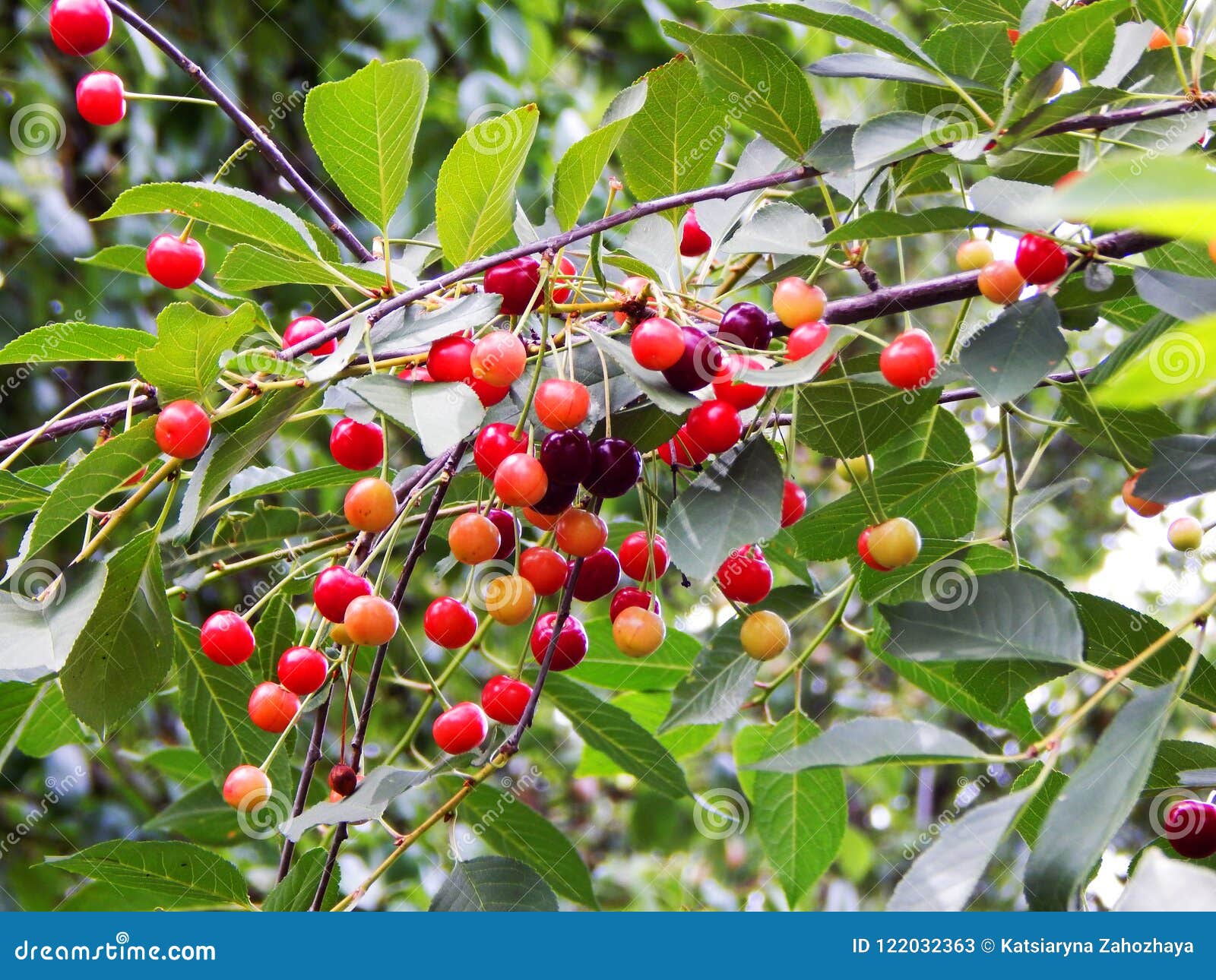 A huge amount of cherries stock image. Image of view - 122032363