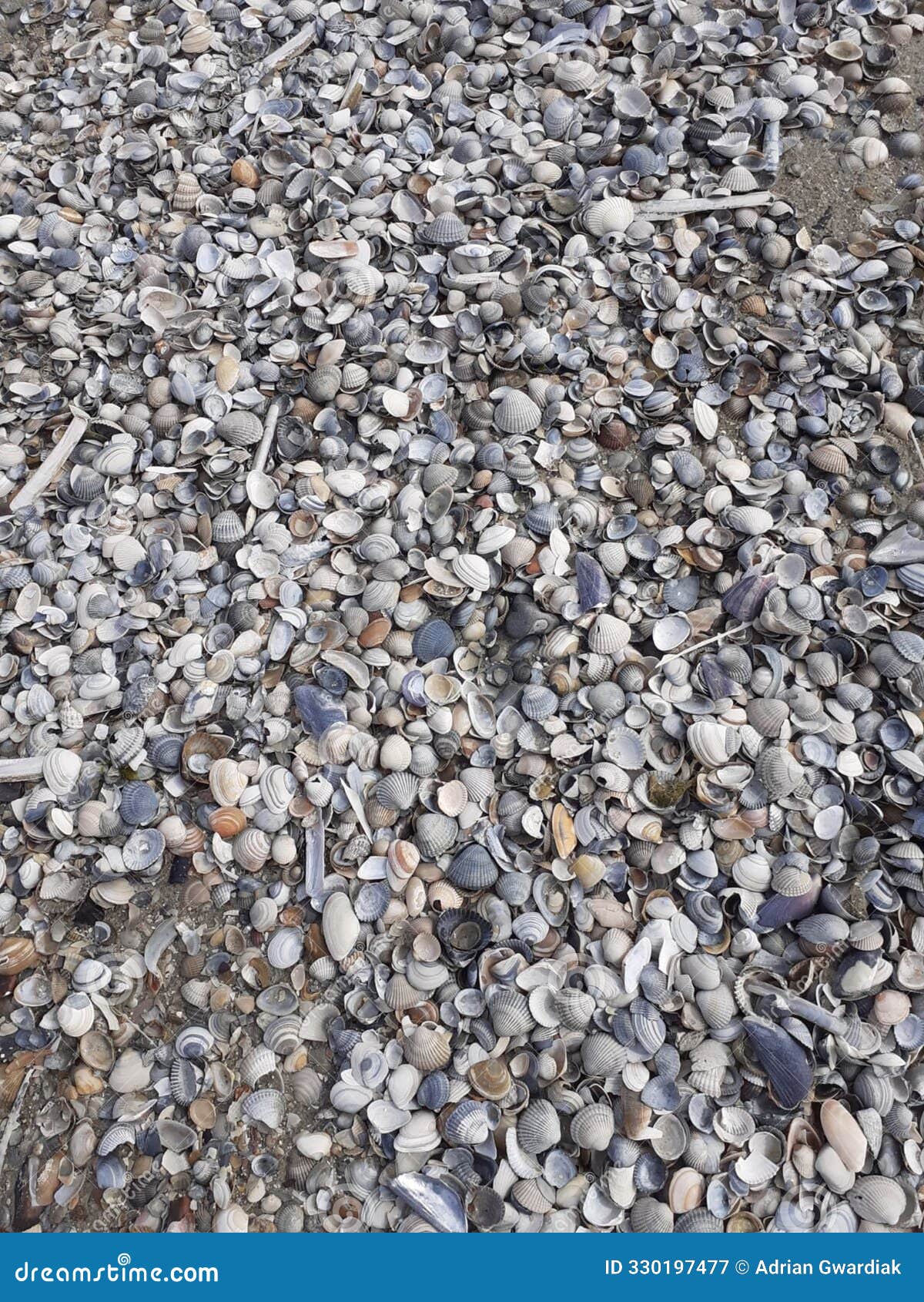 Huge Sea Shells Used For Salt Production, Sawu Island, Indonesia Stock ...