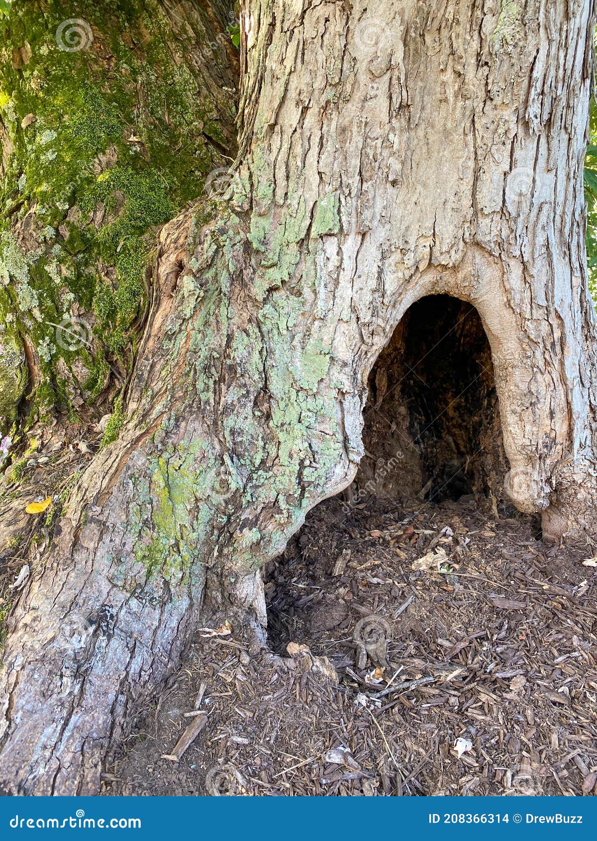 Huge Ancient Old Tree Bark Roots Base with Deep Hollow and Moss Stock ...