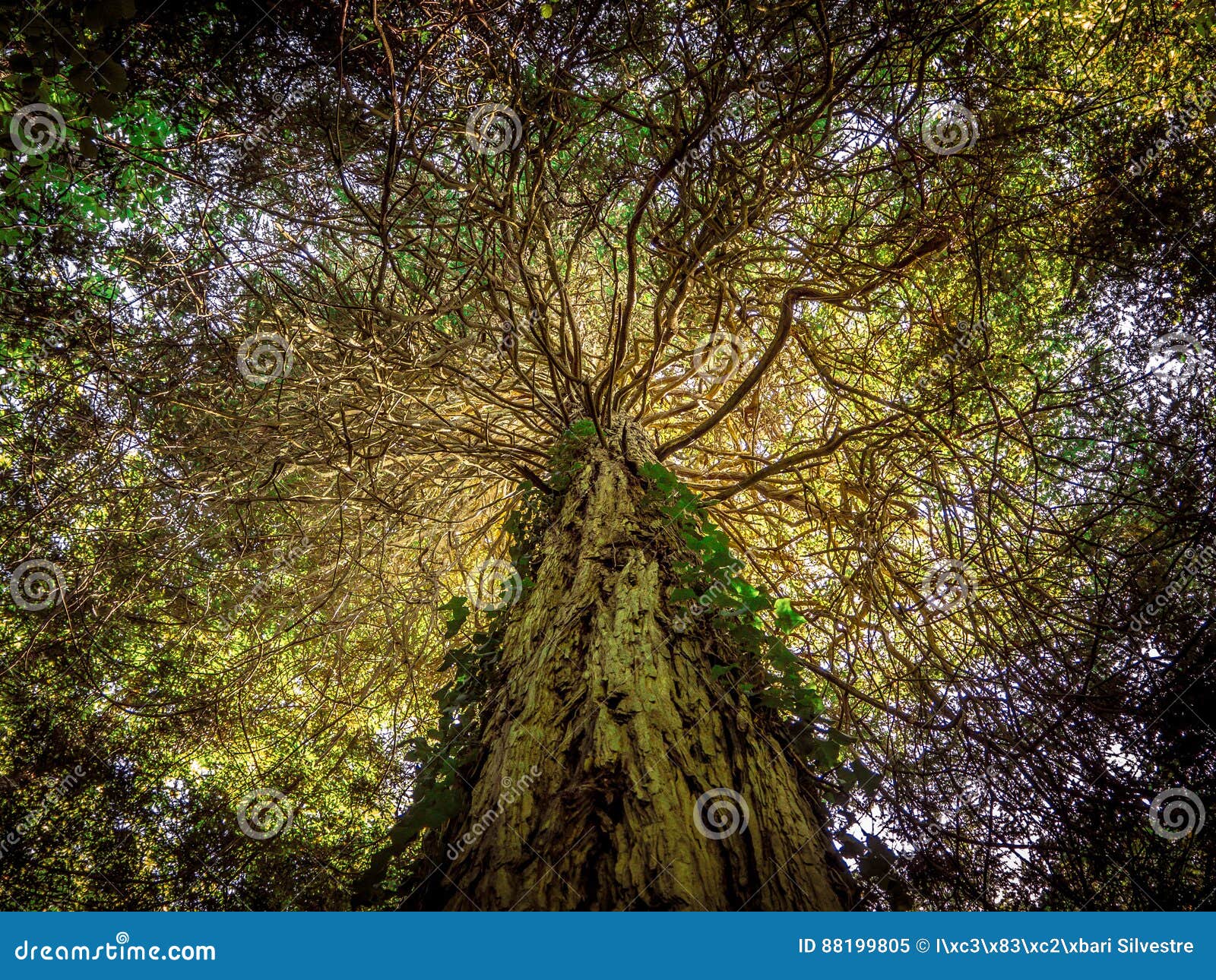 Huge ancient tree stock image. Image of canopy, leafy - 88199805