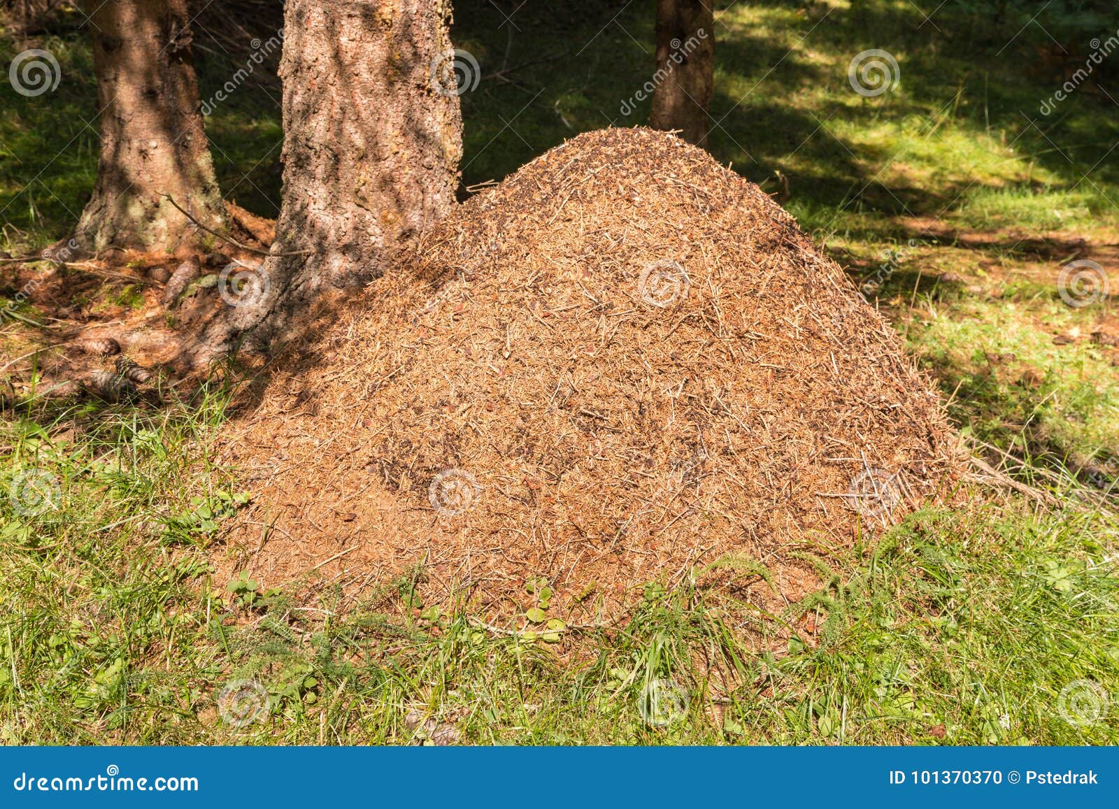 Huge Ant Hill in Pine Tree Forest Stock Photo - Image of meadow ...