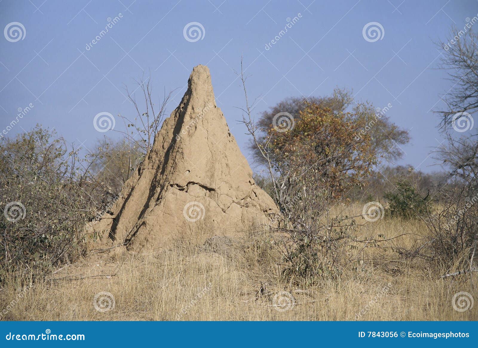 Anthill Royalty-Free Stock Image | CartoonDealer.com #31469710