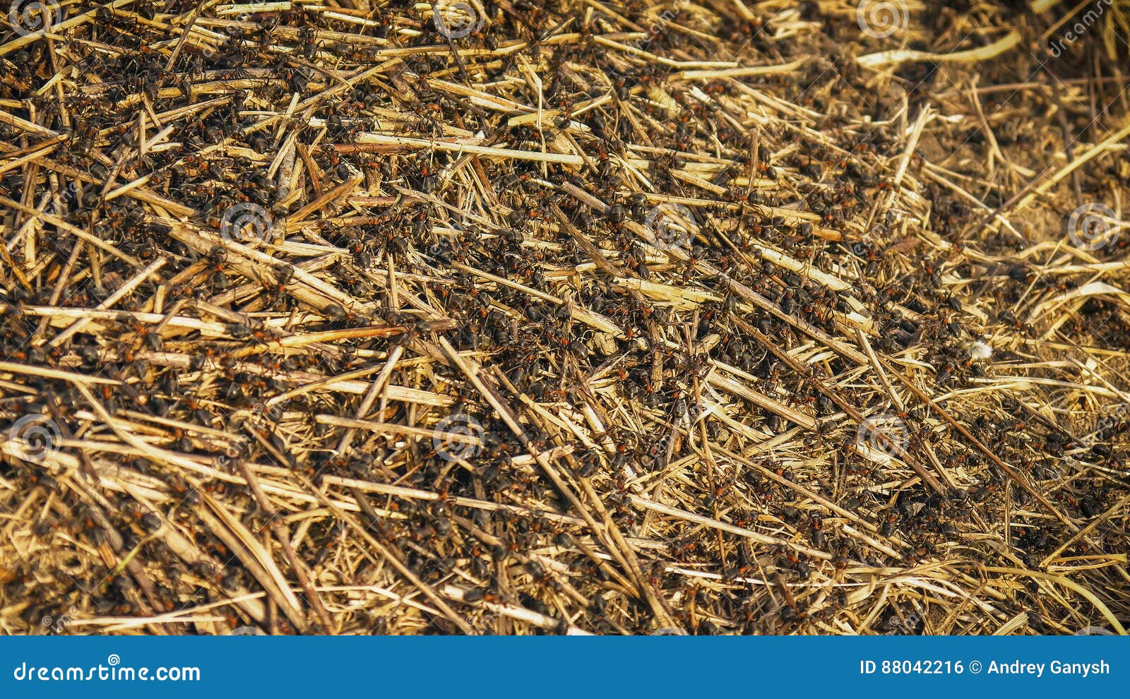 Huge Anthill with Big Ants Closeup Stock Photo - Image of environmental ...