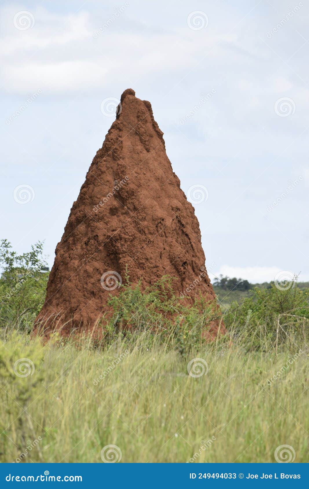 Huge Anthill a Common Site in the Fields of Uganda Stock Image - Image ...