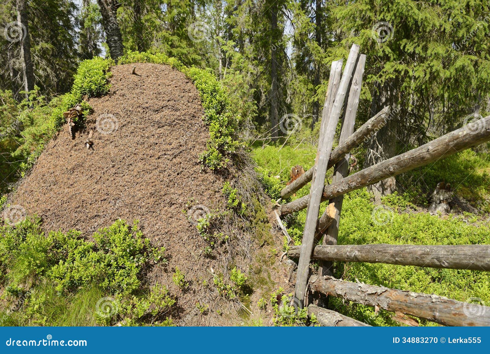 Huge anthill in the forest stock photo. Image of nature - 34883270