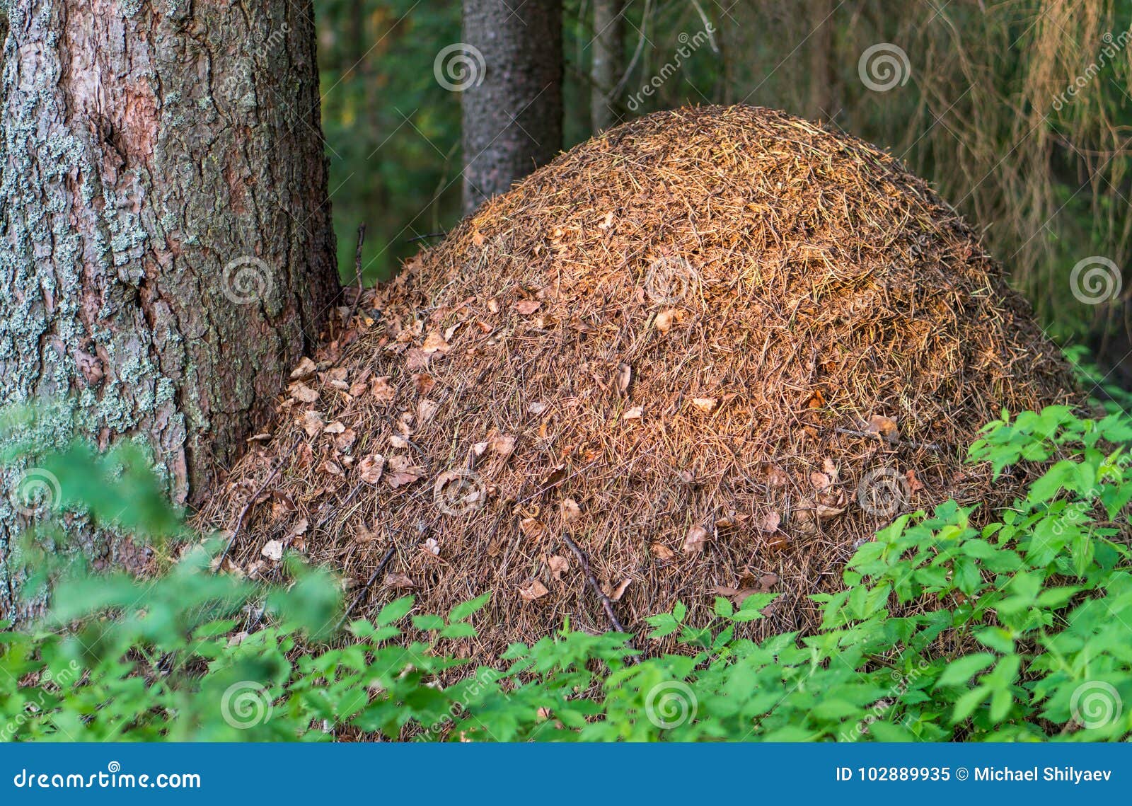 Huge anthill in the forest stock image. Image of ecology - 102889935