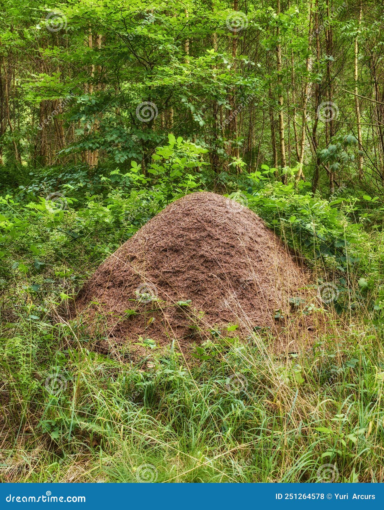 Huge Anthill in a Pine Forest. Huge Anthill in Pine Forest, Denmark ...