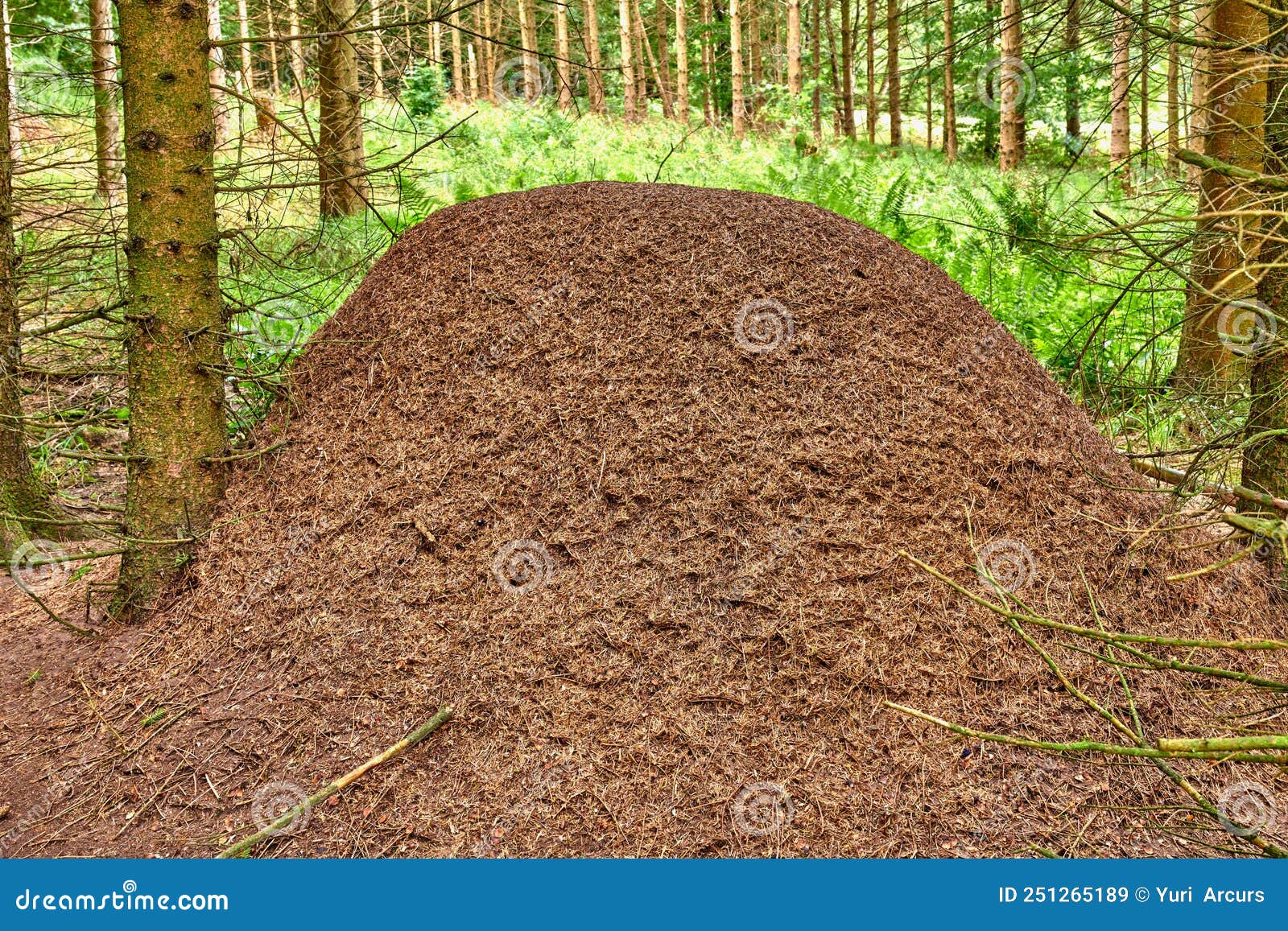 Huge Anthill in a Pine Forest. Huge Anthill in Pine Forest, Denmark ...