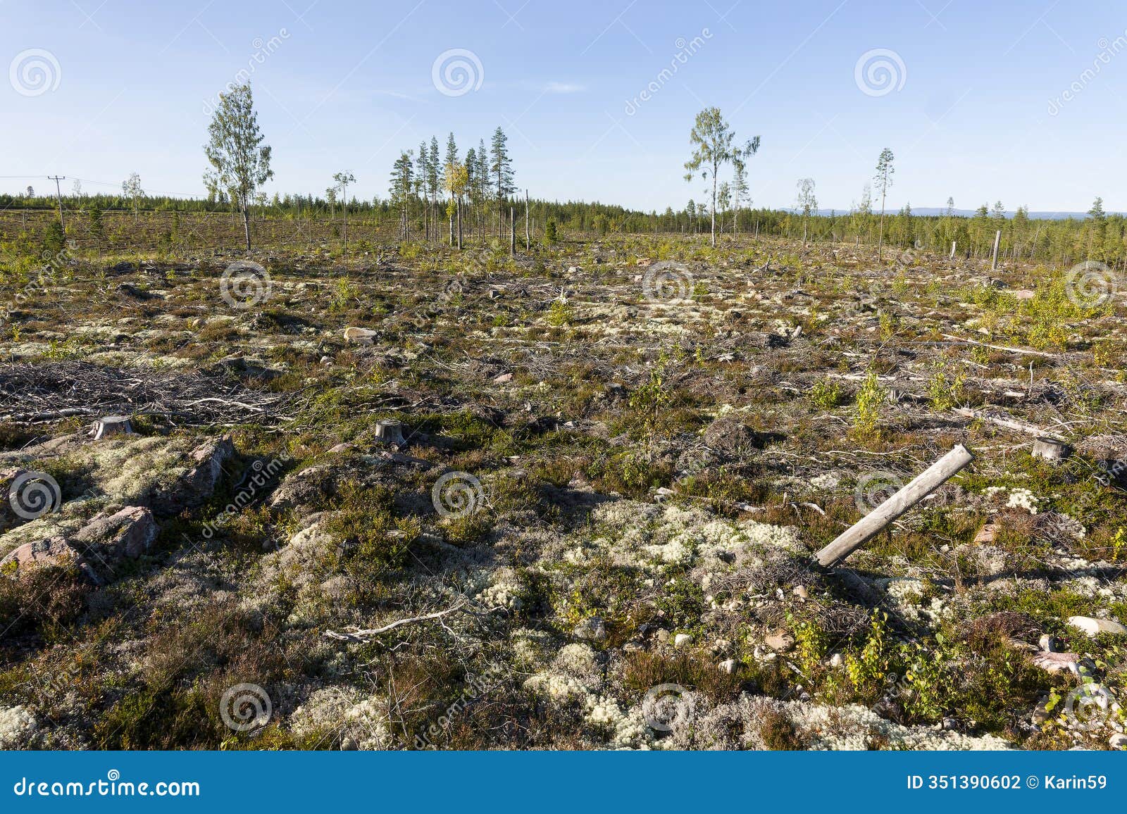 Huge Areas of Deforestation Stock Photo - Image of beetles, forestry ...