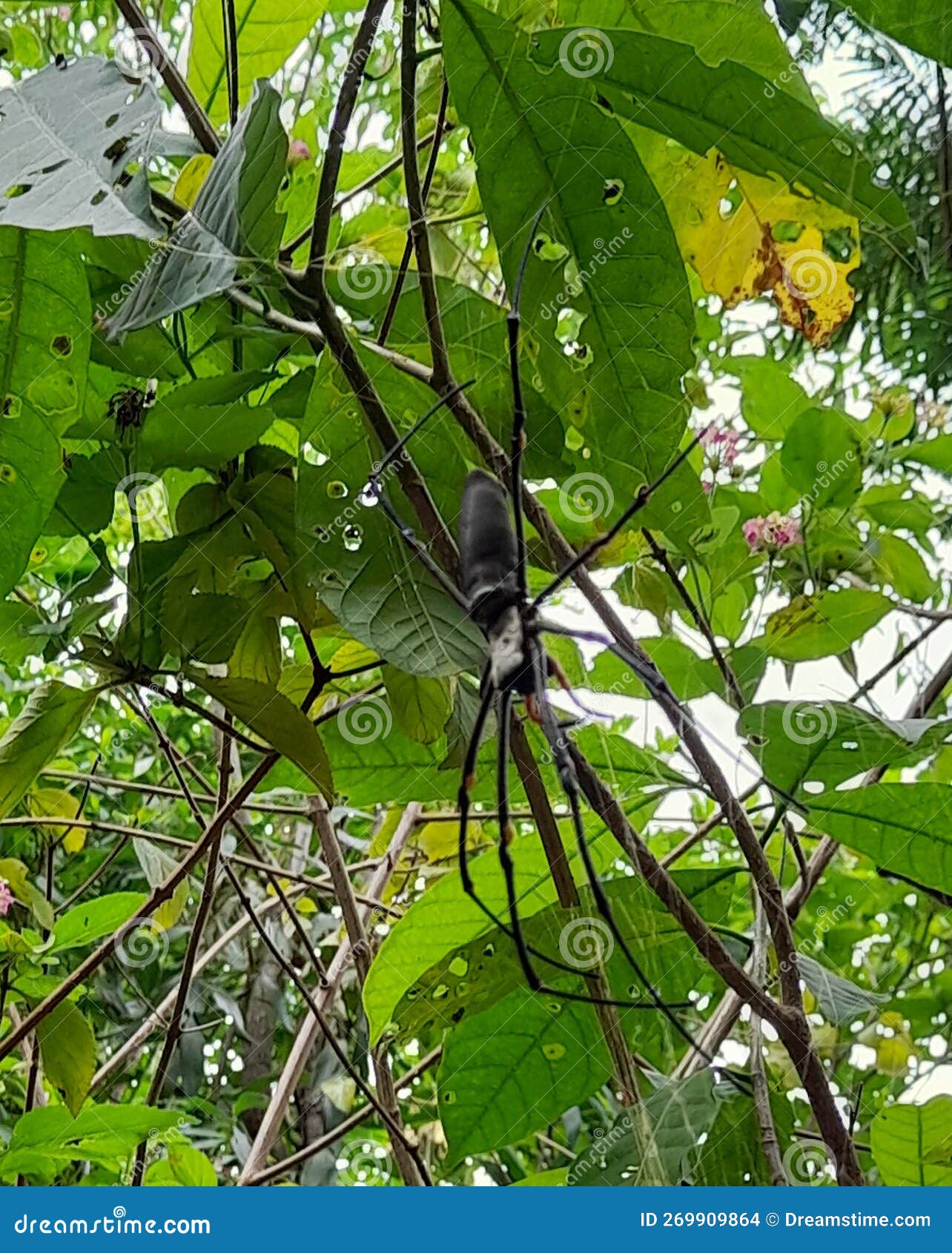 Huge Australian Spider Plays Peek a Boo Stock Photo - Image of ...