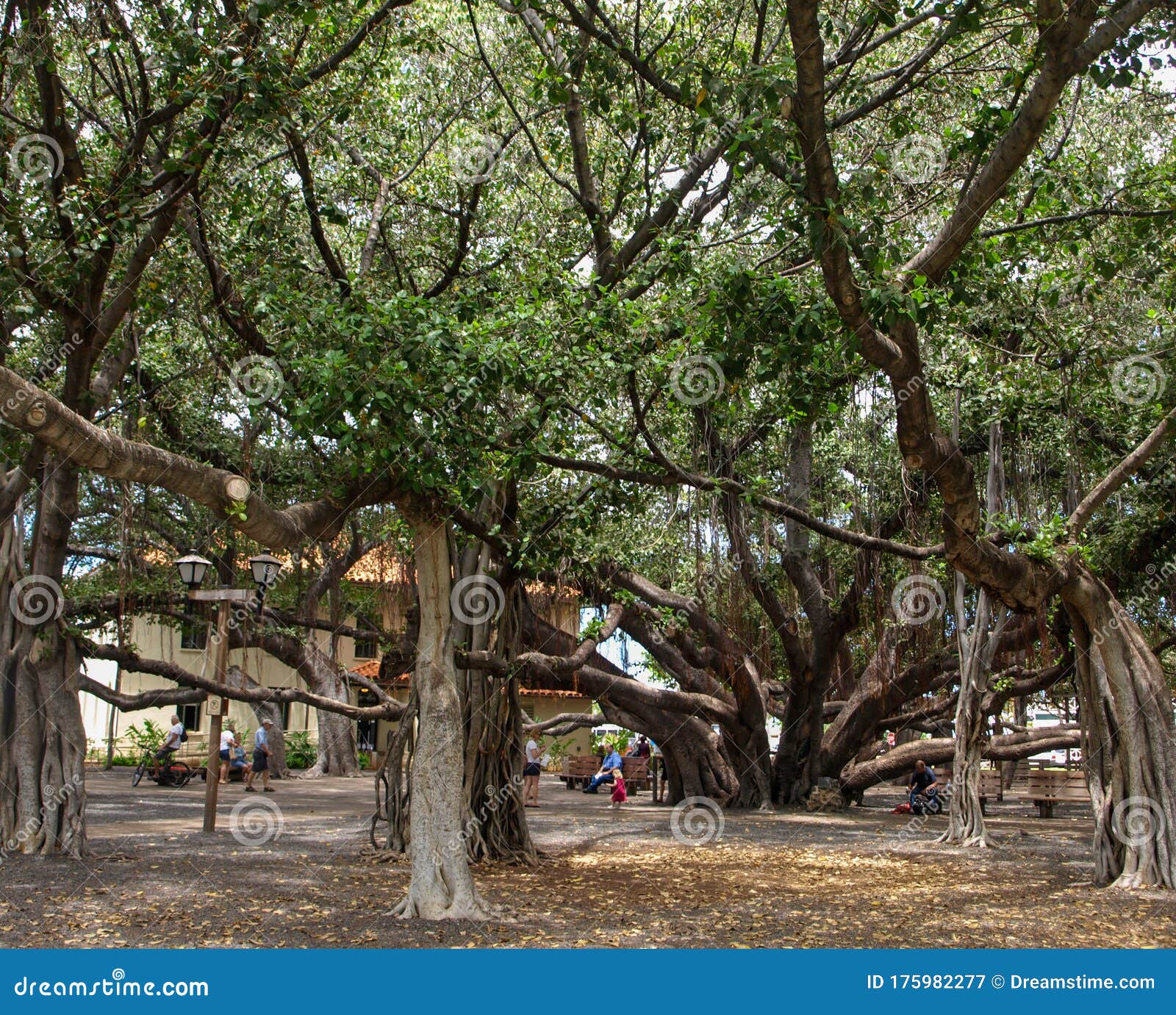 Huge Banyan Tree Branches in Lahaina Maui Stock Image - Image of green ...