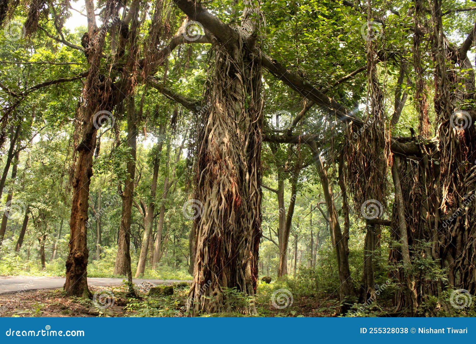 Huge banyan tree stock photo. Image of banyon, nature - 255328038