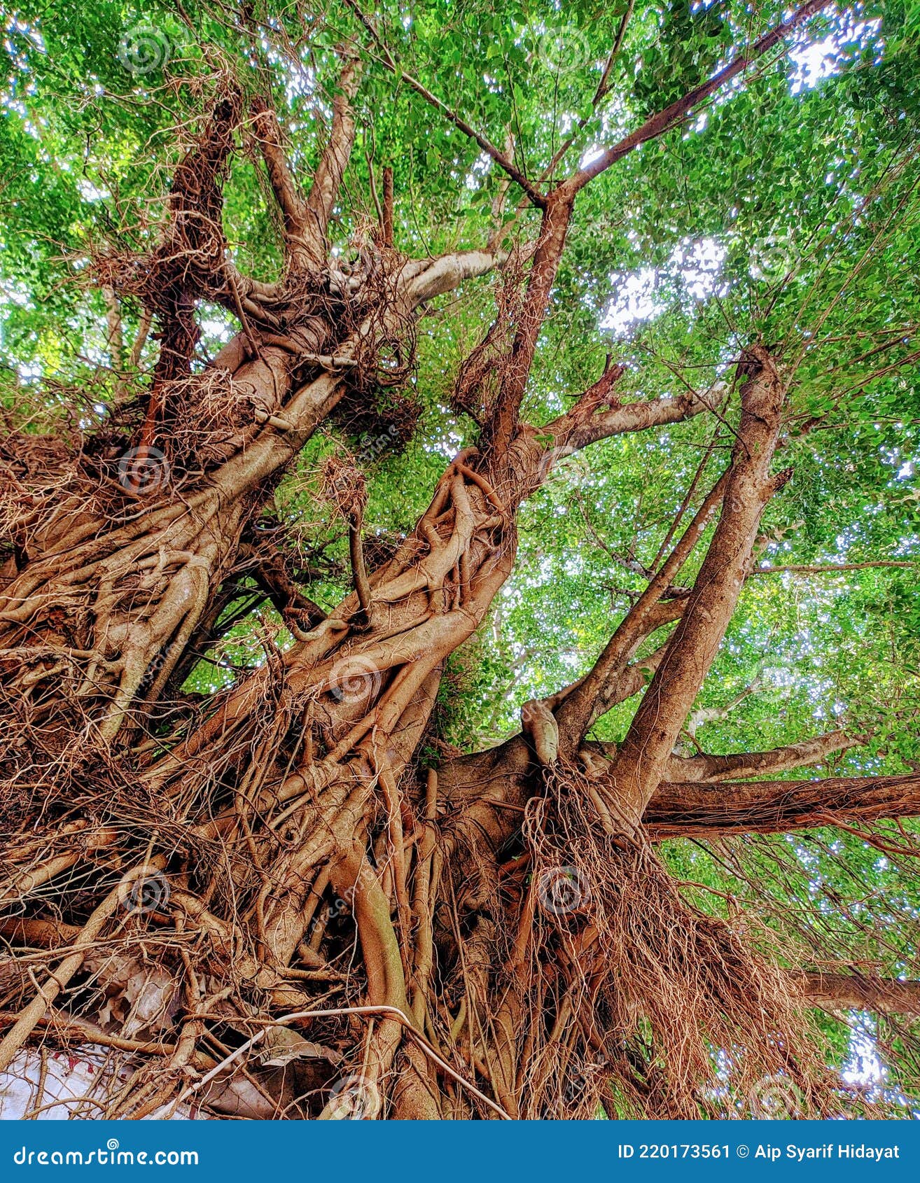 Huge Banyan Tree that is Hundreds of Years Old in the City of Serang ...