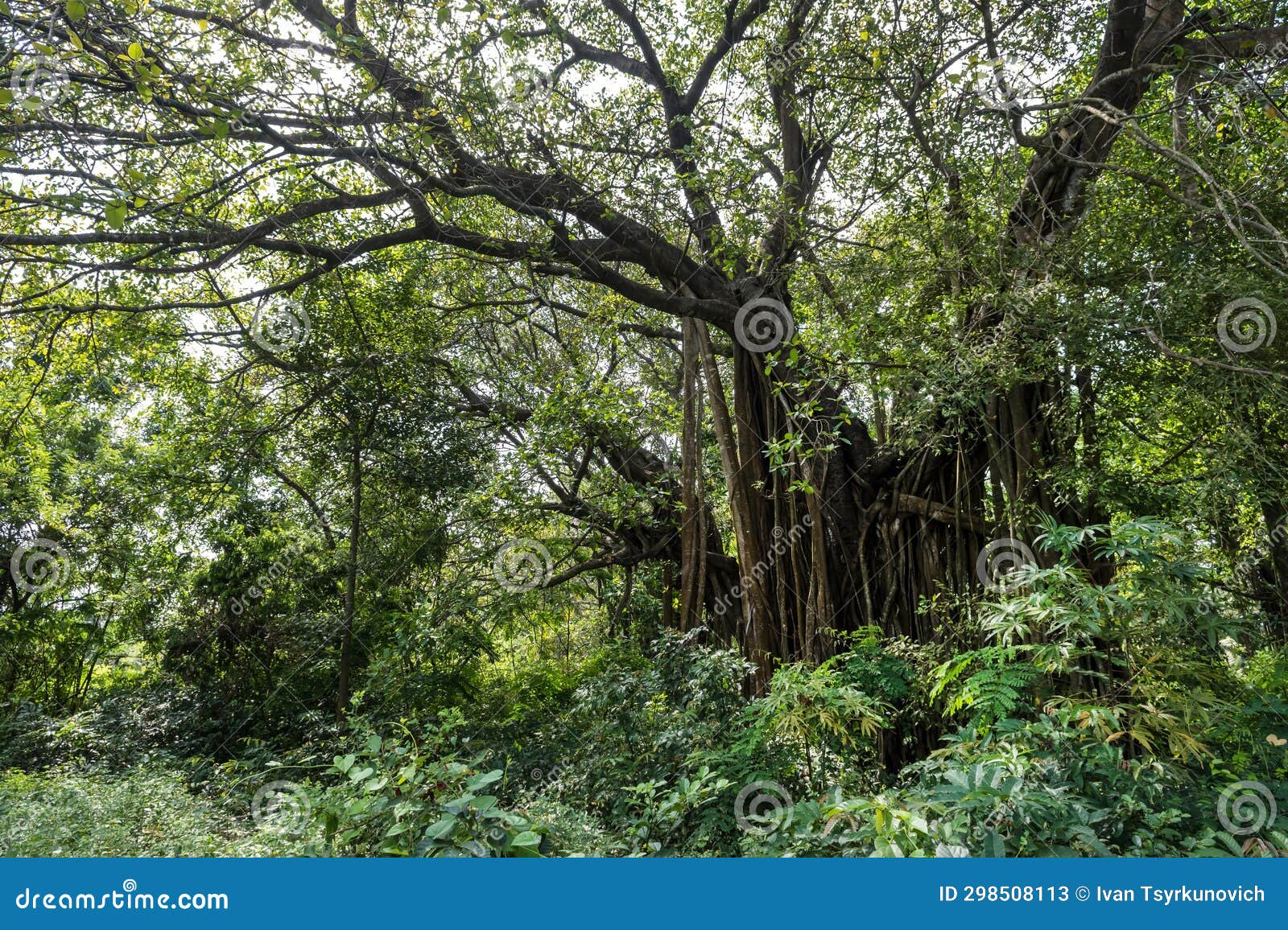 Huge Banyan Tree in the Indian Jungle Stock Image - Image of indian ...