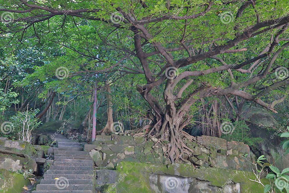 A Huge Banyan Tree with Long Branches Stock Image - Image of hawaii ...
