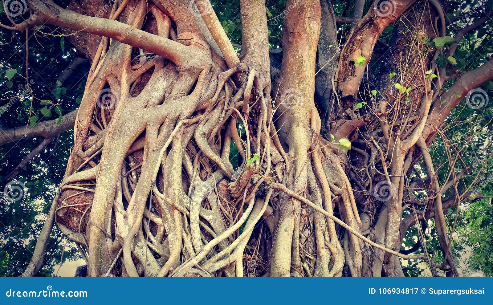 Huge Banyan Tree Trunk Branches and Roots Stock Image - Image of forest ...