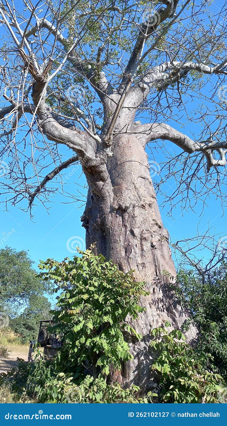 Huge Baobab Tree at Chiawa Area, Zambia Stock Image - Image of winter ...