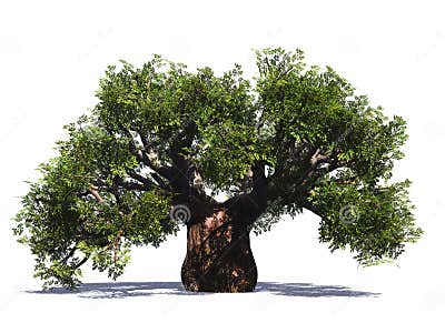 Huge baobab tree isolated stock image. Image of lush, leaf - 6388511