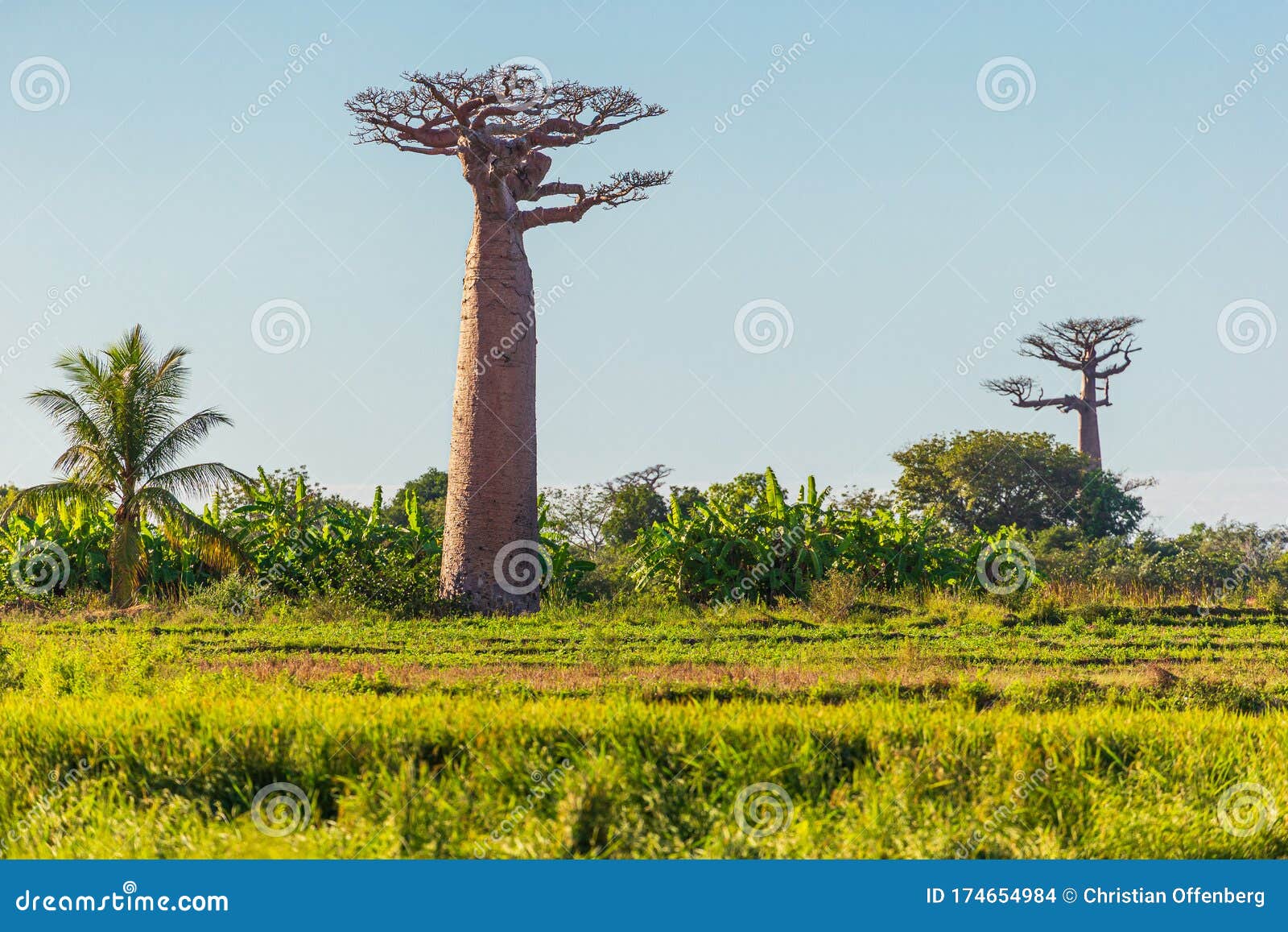 Green Field with Baobab Trees - Madagascar Stock Photo - Image of ...