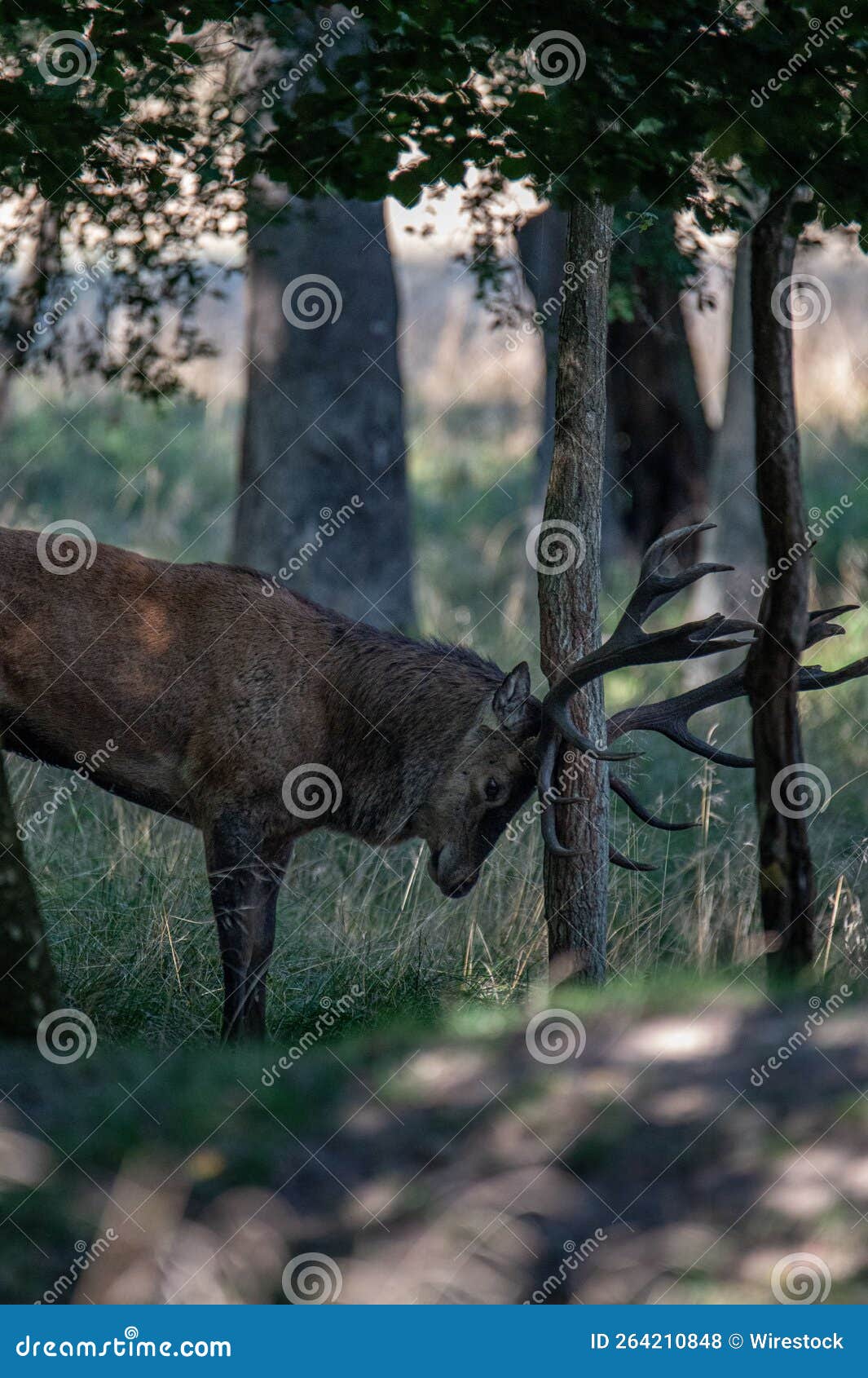 Huge Barbary Stag Scratching Its Head on a Tree Stock Photo - Image of ...