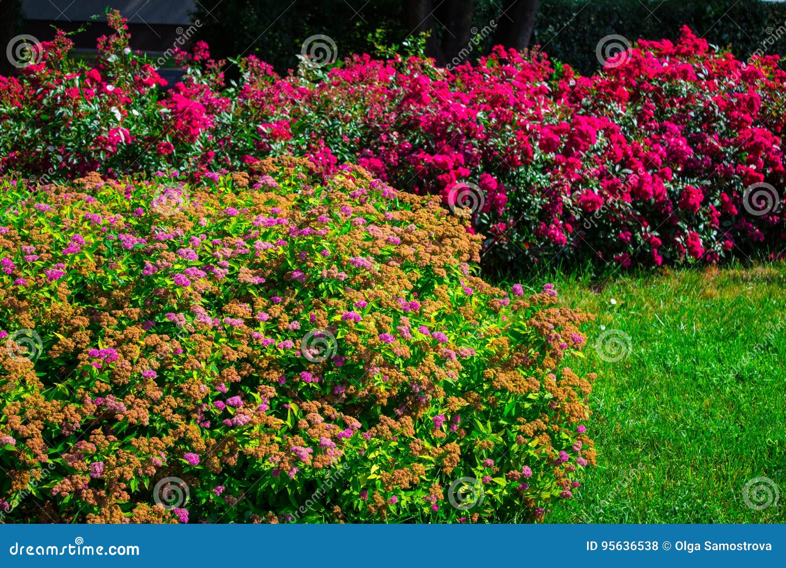 A Huge Beautiful Bush in the Park. Background. Stock Photo - Image of ...