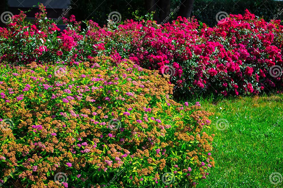 A Huge Beautiful Bush in the Park. Background. Stock Photo - Image of ...