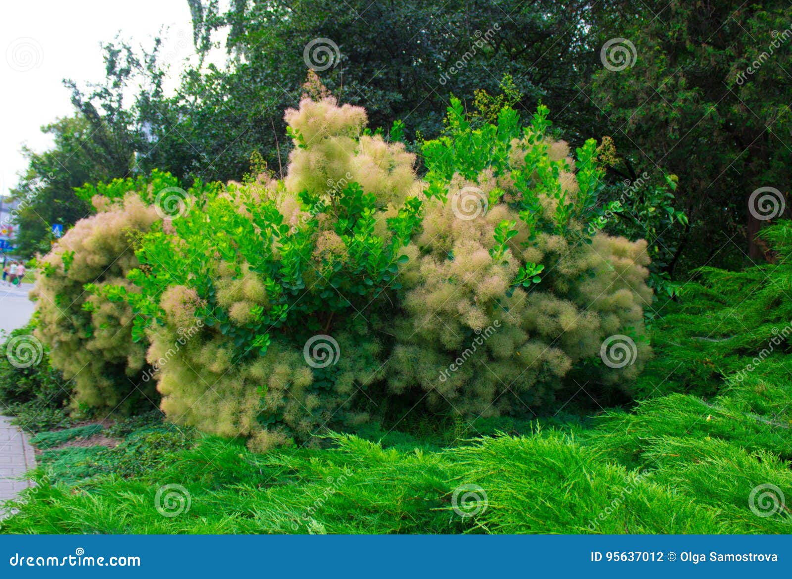 A Huge Beautiful Bush in the Park. Background. Stock Photo - Image of ...