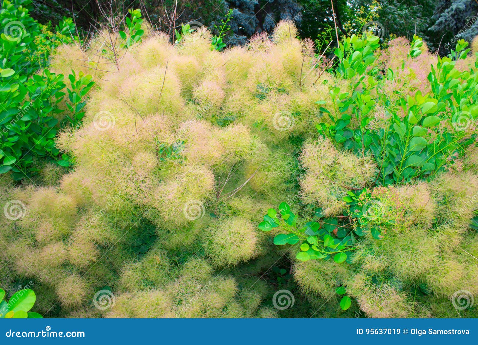 A Huge Beautiful Bush in the Park. Background. Stock Image - Image of ...