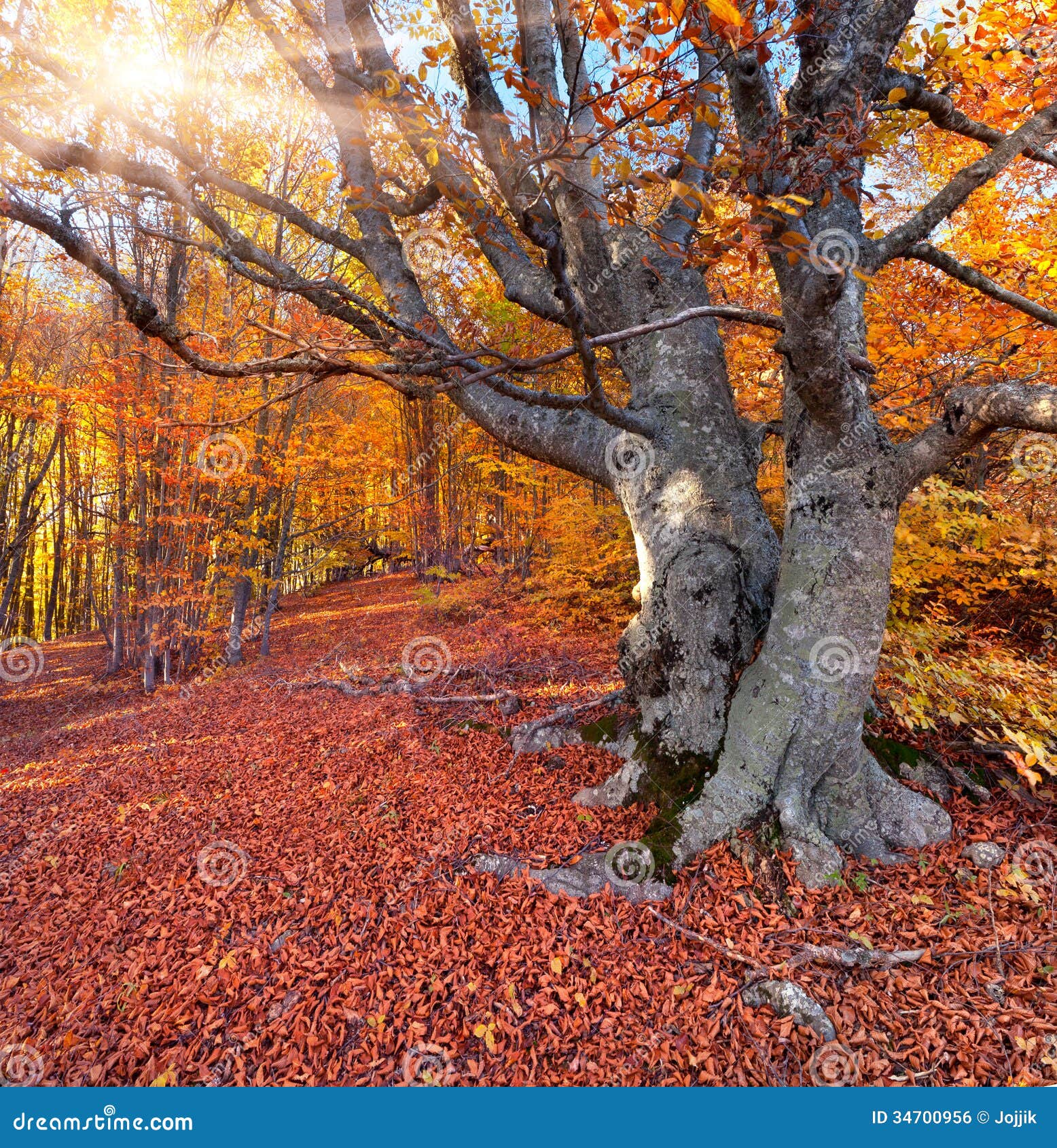 Huge Beech in Autumn Forest Stock Photo - Image of huge, outdoor: 34700956