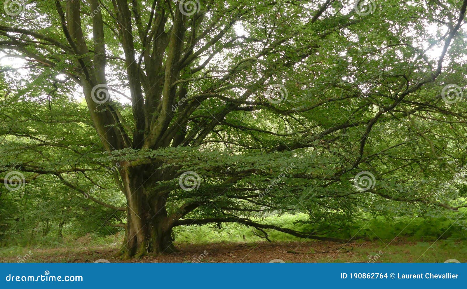 A huge beech tree stock photo. Image of nature, botanic - 190862764
