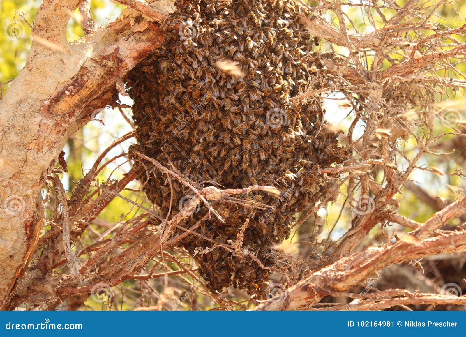Huge beeswarm stock image. Image of pants, drinking - 102164981