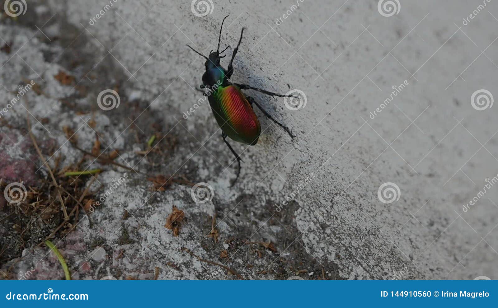 Chromatic Beetle Stock Footage & Videos - 2 Stock Videos
