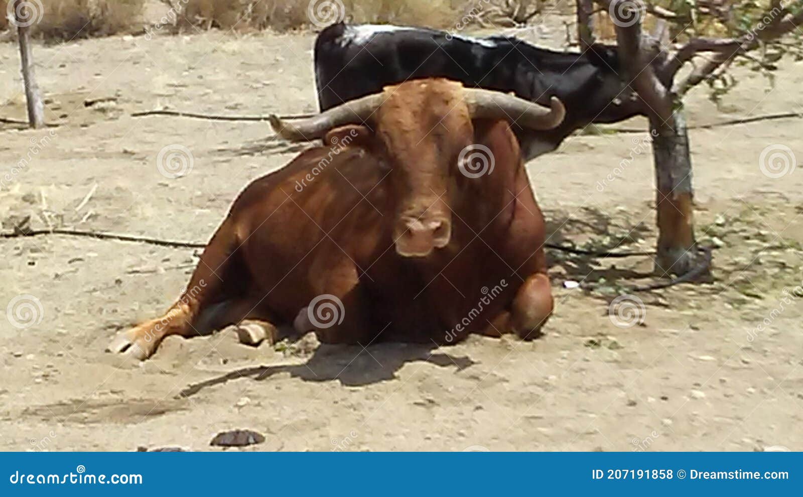 Huge big crazy bull stock photo. Image of mammal, crazy - 207191858