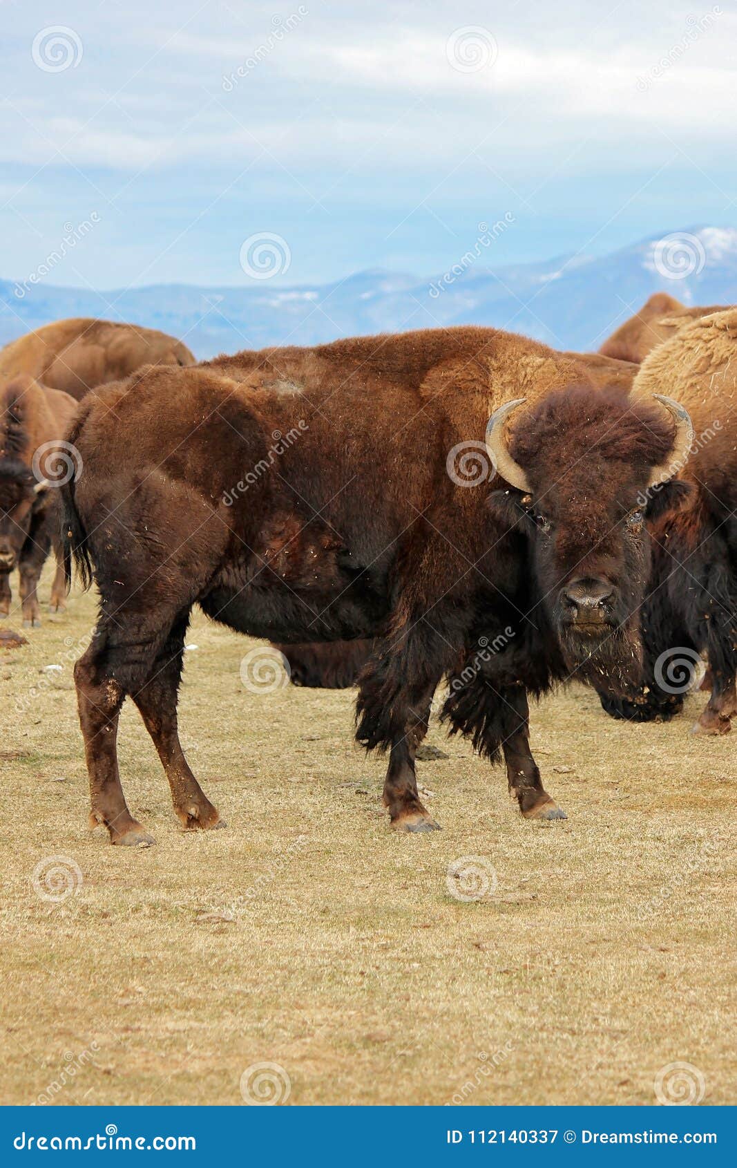 Huge Bison or Buffalo with Mountain Background Stock Image - Image of ...