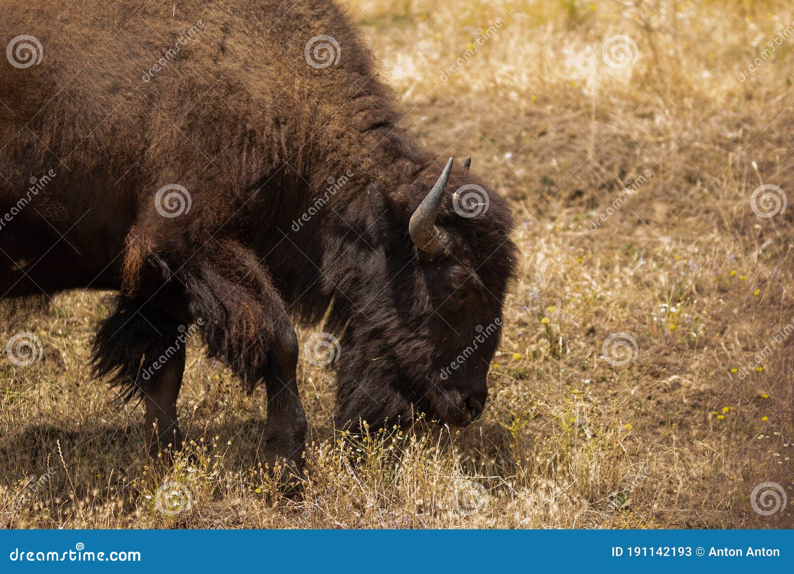 Huge Bison Eating in the Steppe or Field, Close-up, Wildlife Stock ...