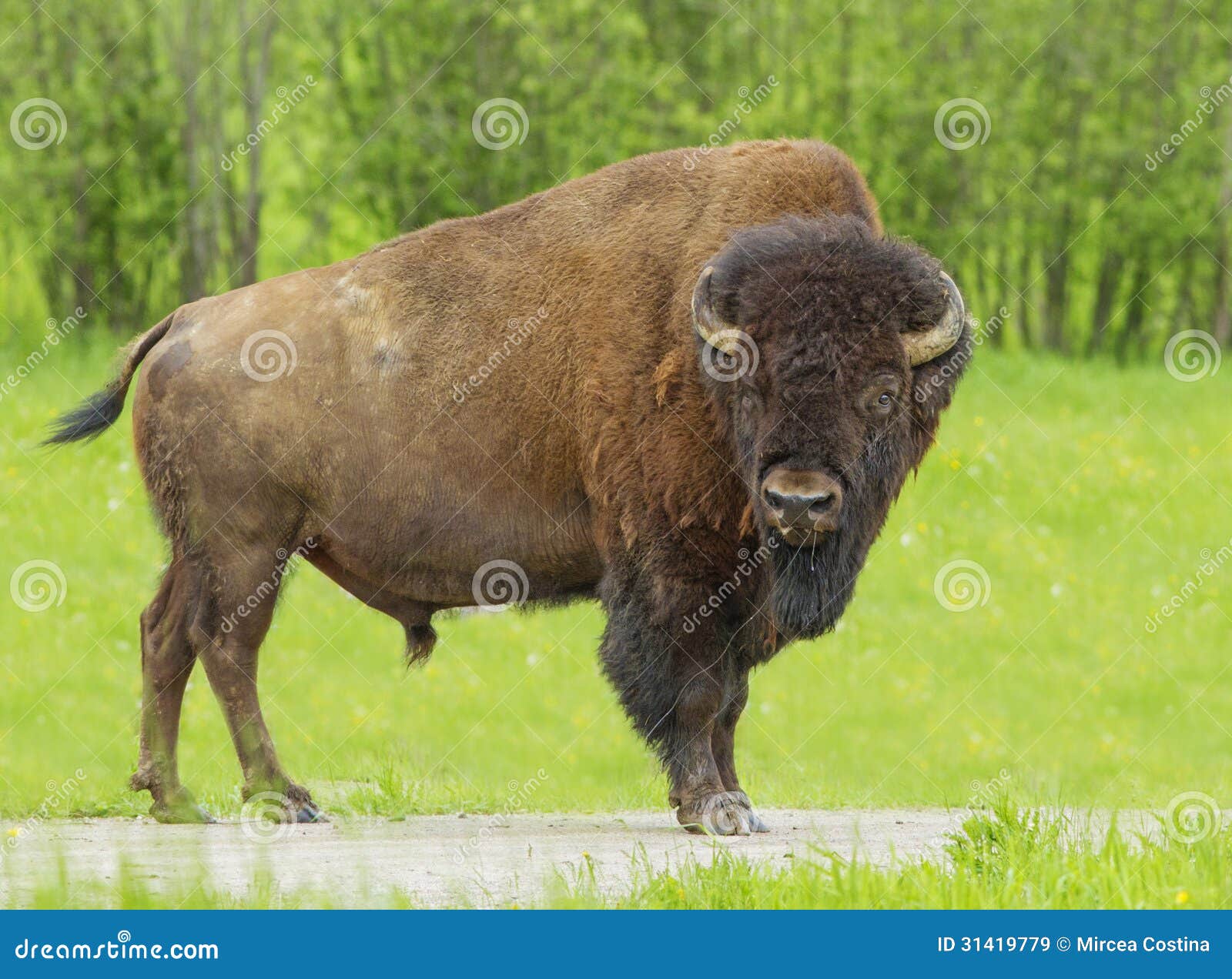 Huge bison stock image. Image of bull, forest, fall, dominant - 31419779