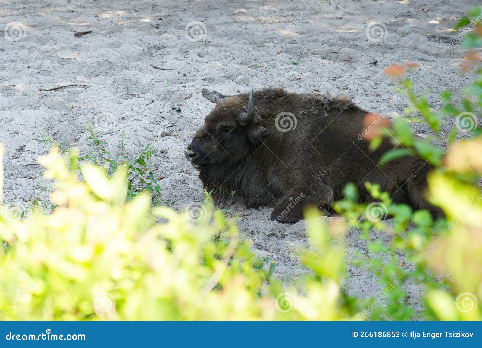 A Huge Bison Resting on a Shade Under a Tree. Stock Image - Image of ...