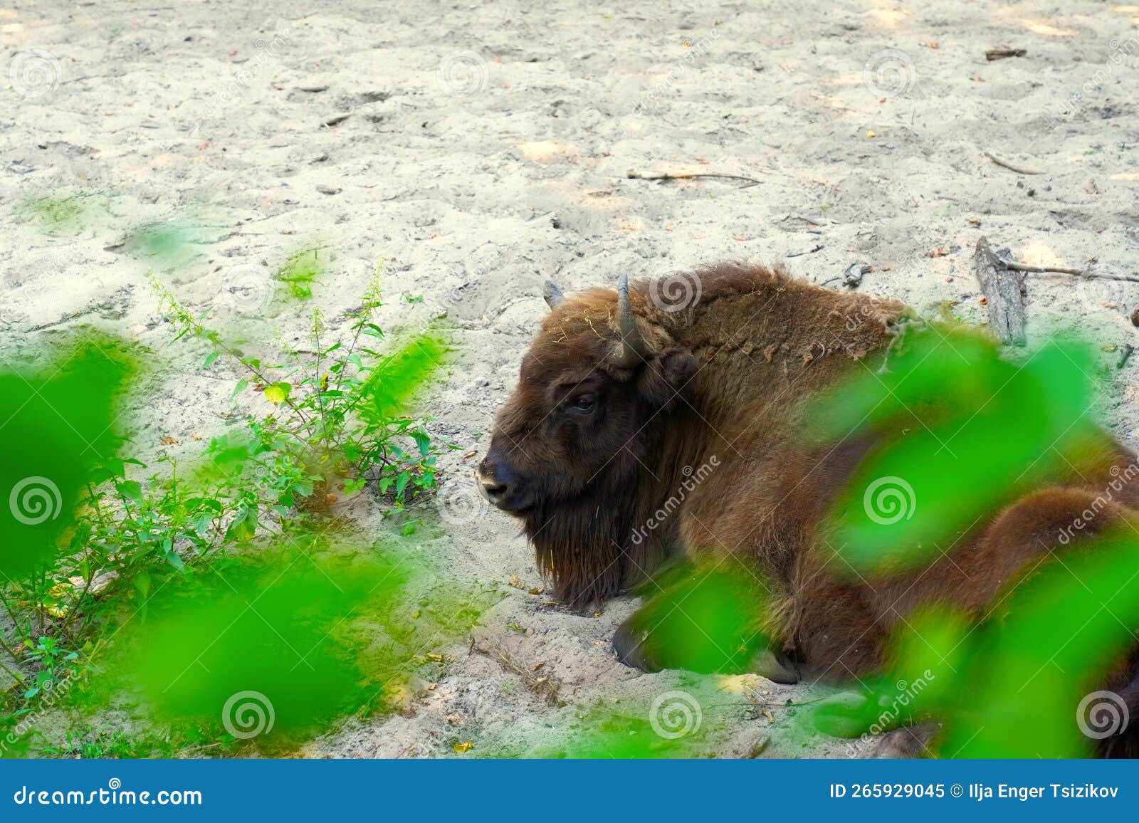 A Huge Bison Resting on a Shade Under a Tree. Stock Image - Image of ...