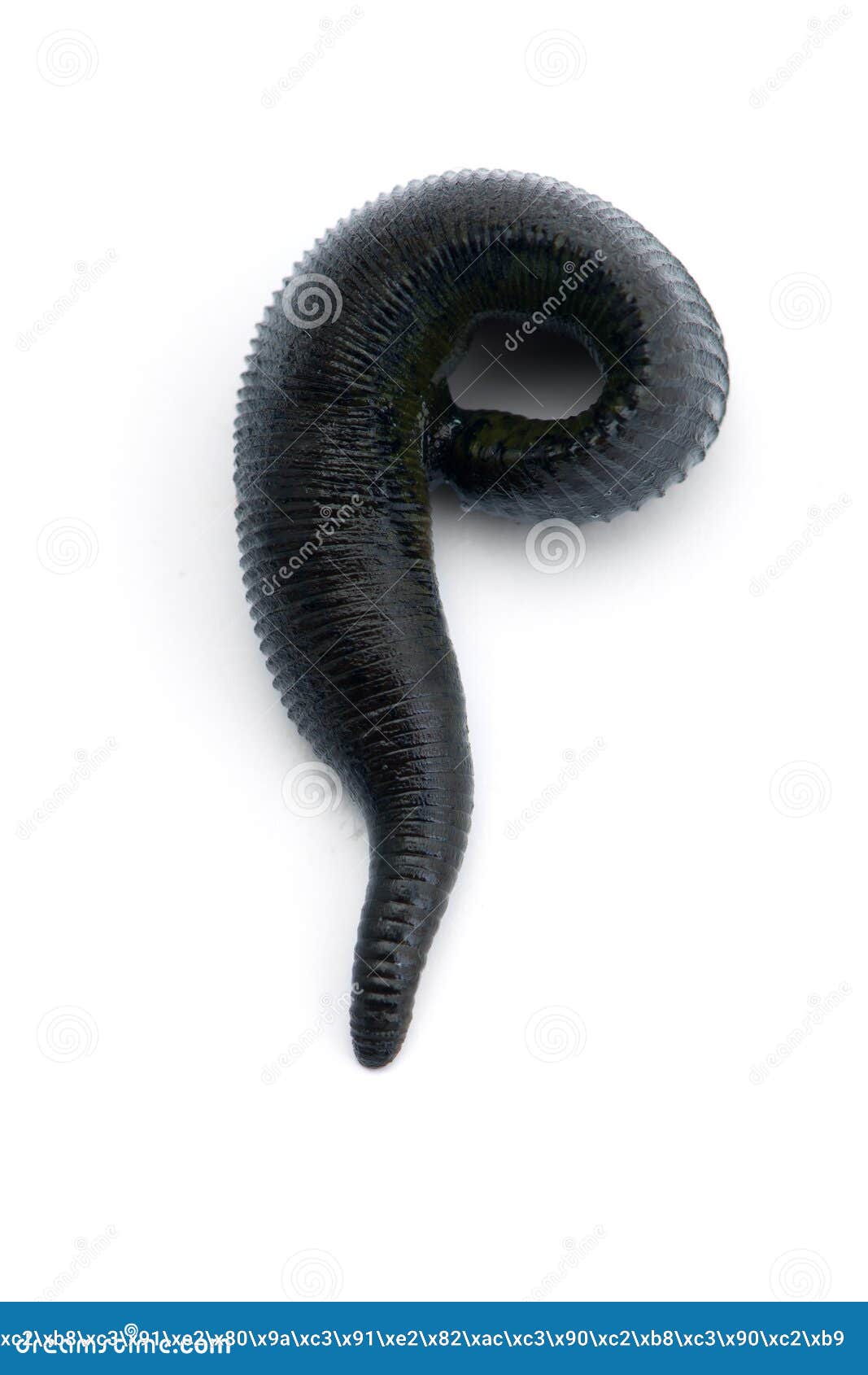 Huge Black River Leech Isolated on White Background Stock Image - Image ...